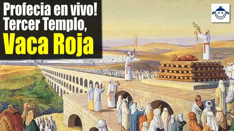 Tercer Templo, Para Aduma (Vaca Roja) Profecia en vivo! - Nekudah Tovah ...